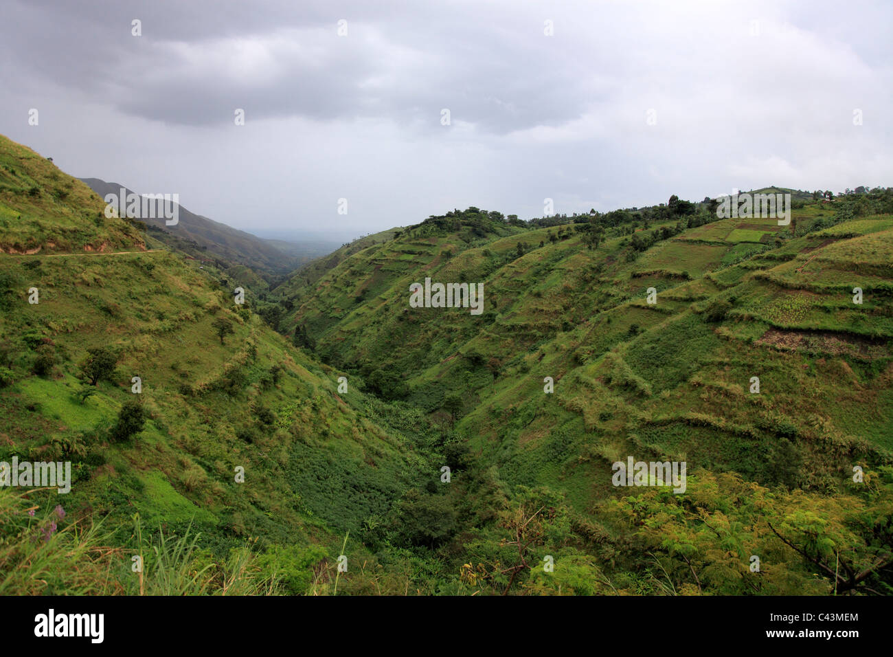 Sub tropical rainforest hi-res stock photography and images - Alamy
