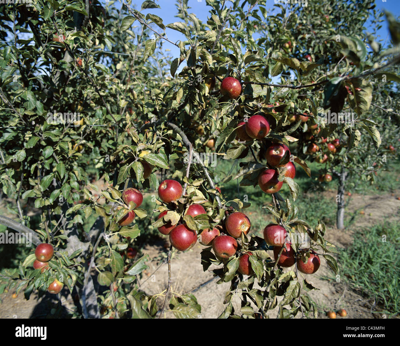 Apple trees, Grovetown, Holiday, Landmark, New zealand, South island ...