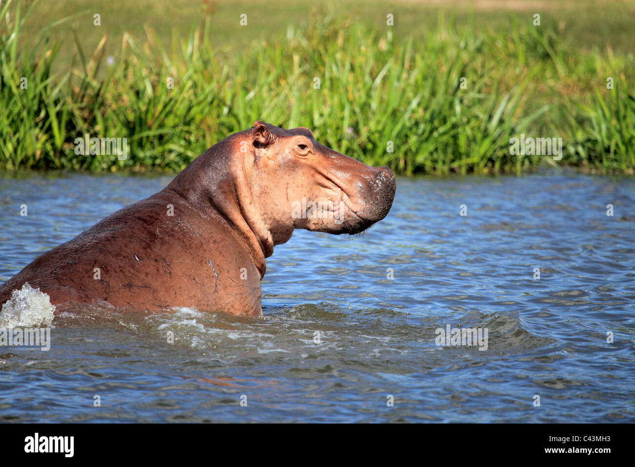 Sub Saharan Africa Animals
