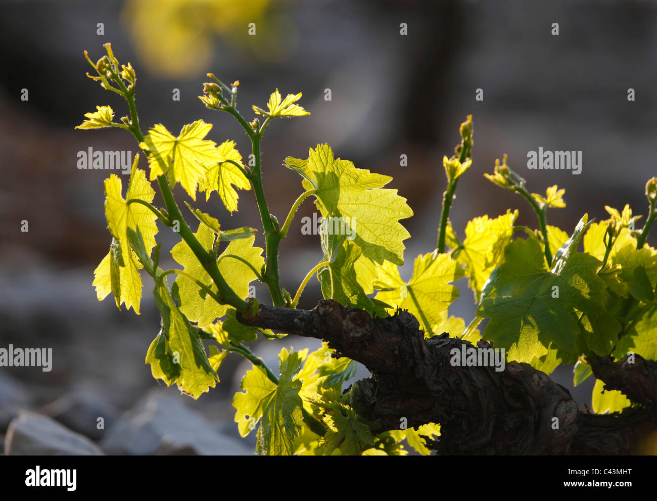 Spring green scenic location hi-res stock photography and images - Alamy