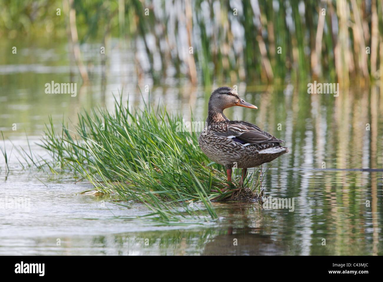 Peace duck hi-res stock photography and images - Alamy