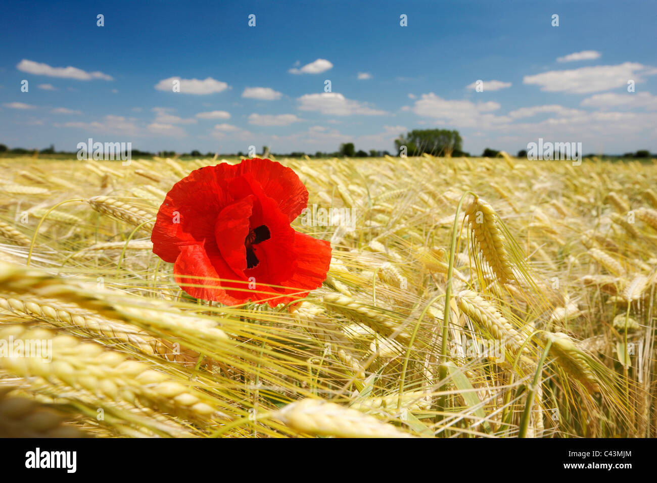 Poppy in a field Stock Photo - Alamy