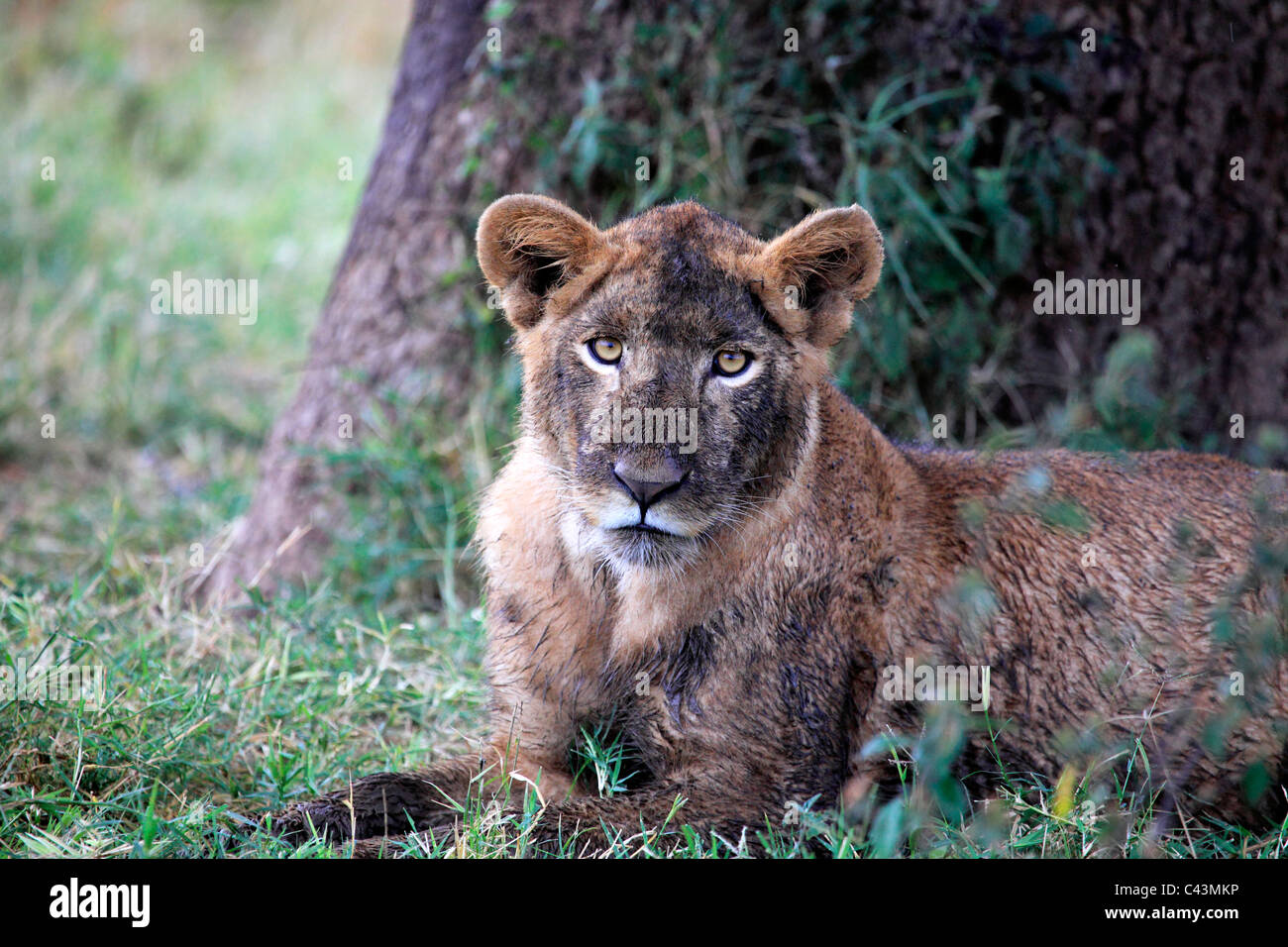 African grassland fauna hi-res stock photography and images - Alamy