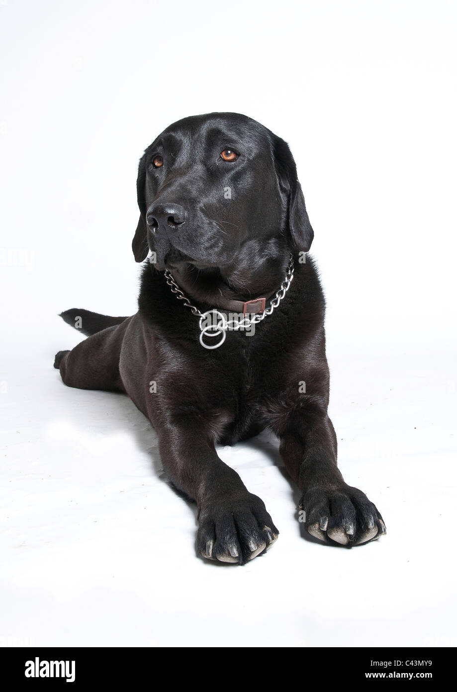 Labradors pets hi-res stock photography and images - Alamy