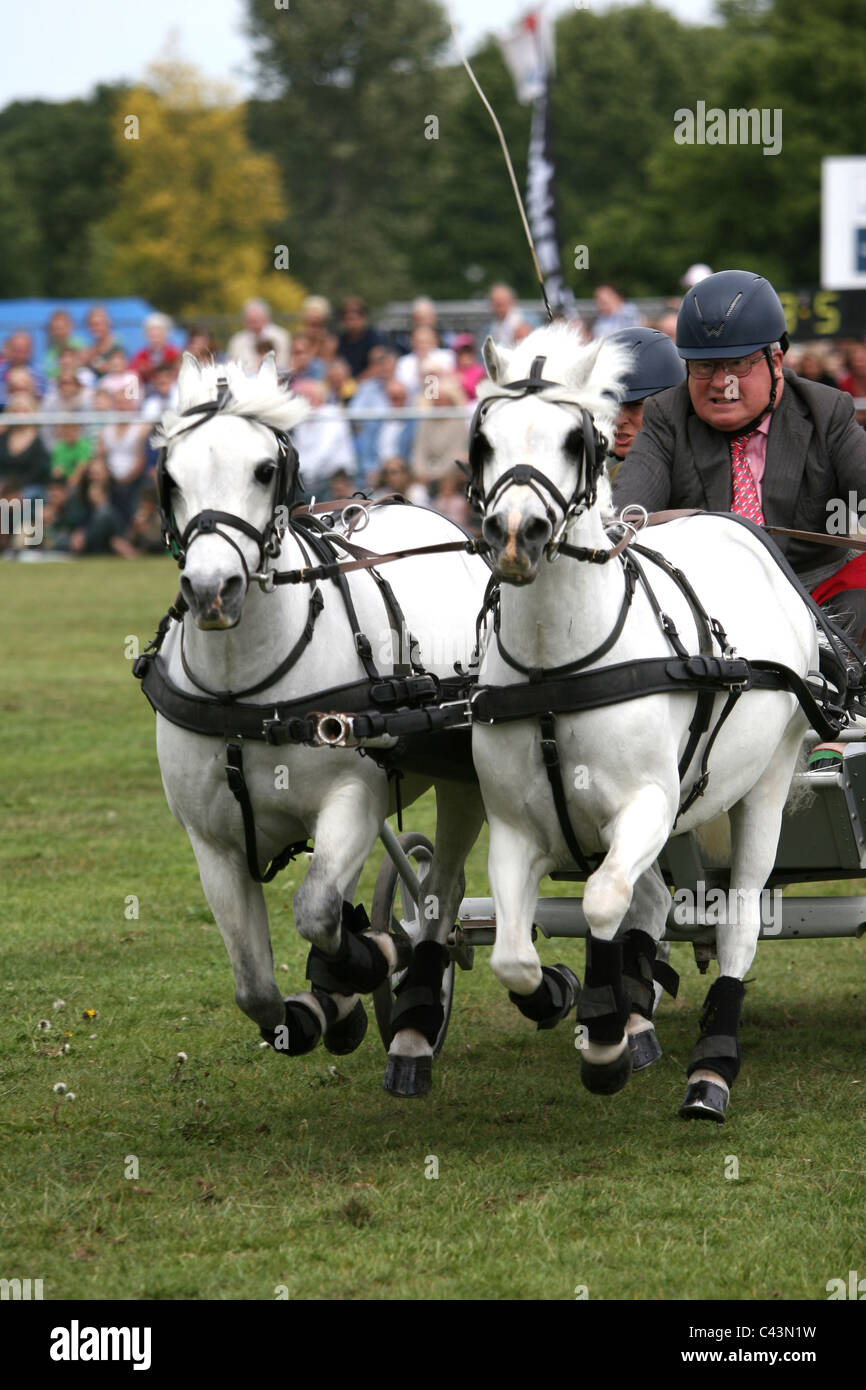 Hunter double harness scurry driving and jumping classes at the grand ...