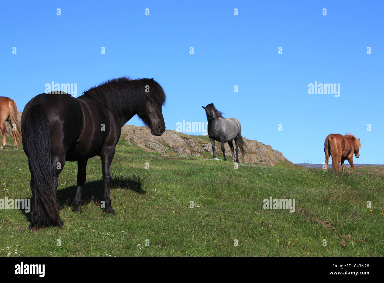 Nature Scenery With Animals
