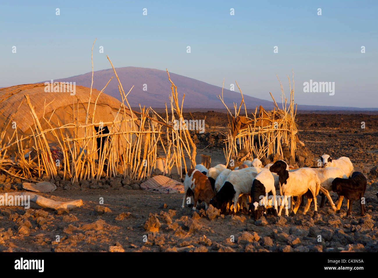 Ethiopia goat hi-res stock photography and images - Alamy