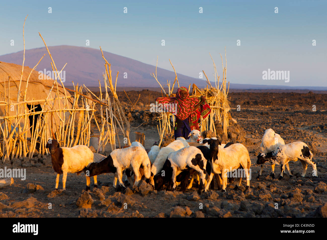 Abdella Ali, Africa, Ethiopia, Afar region, Afgar, Danakil, desert ...