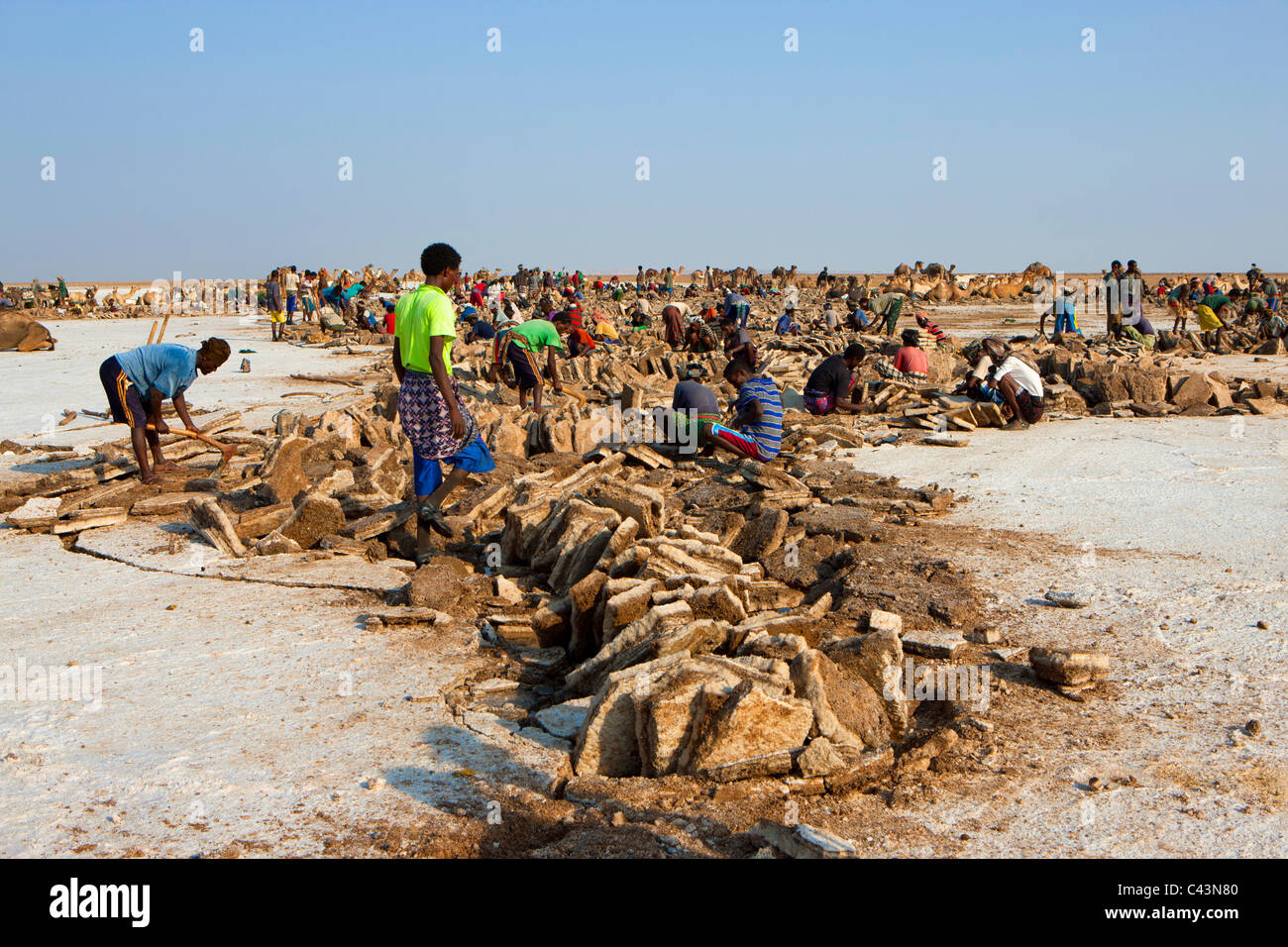 Afar region salt production hi-res stock photography and images - Alamy
