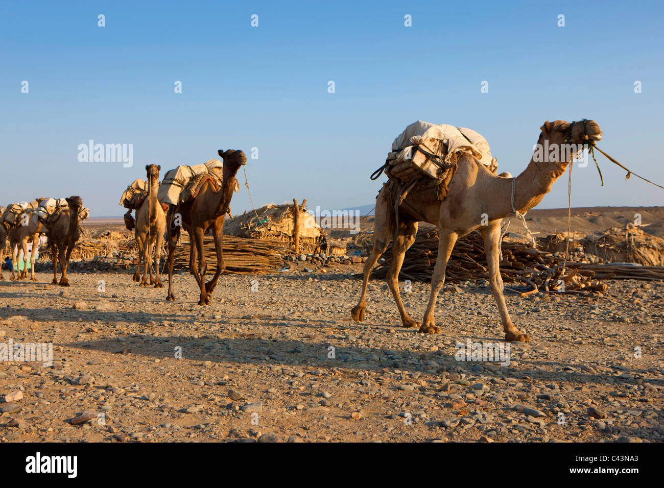 Ahmed Ela, Africa, Ethiopia, Afar region, Afgar, Danakil, desert ...