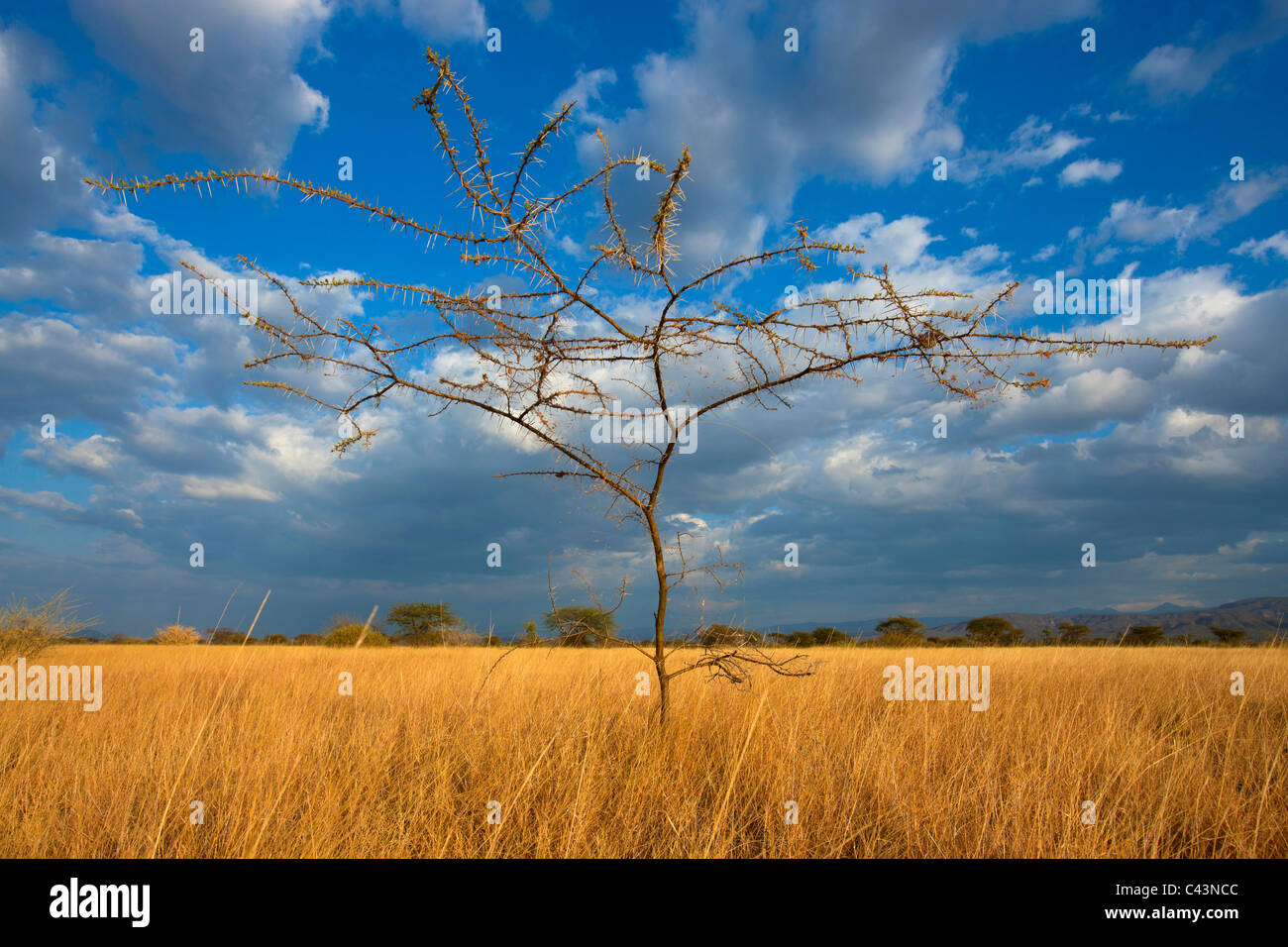 Awash, national park, Africa, Ethiopia, savanna, grass, tree, stings ...
