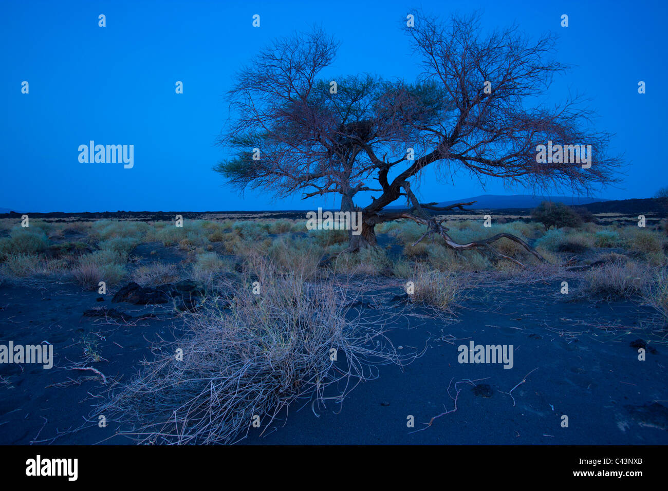 Dodom, Africa, Ethiopia, Afar region, Afgar, Danakil, desert, tree ...
