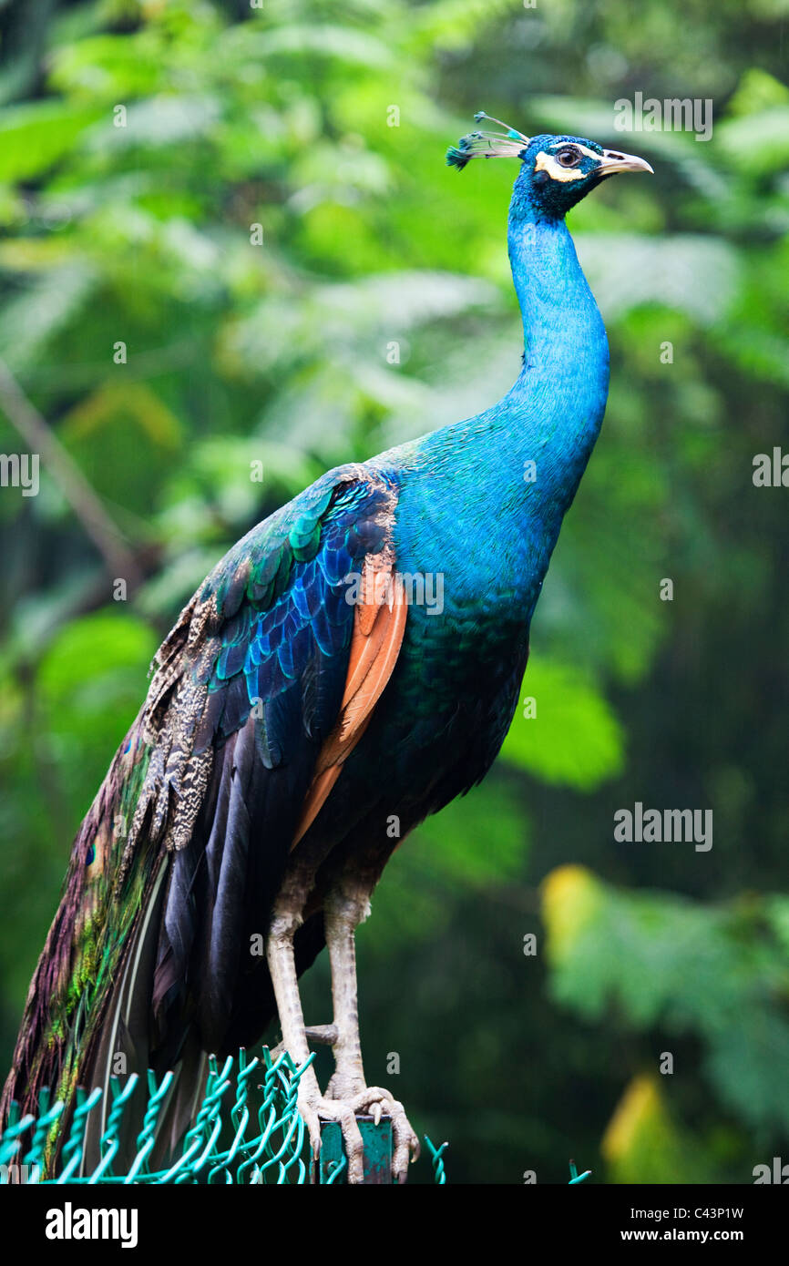 An Indian Blue Peafowl (Pavo cristatus Stock Photo - Alamy