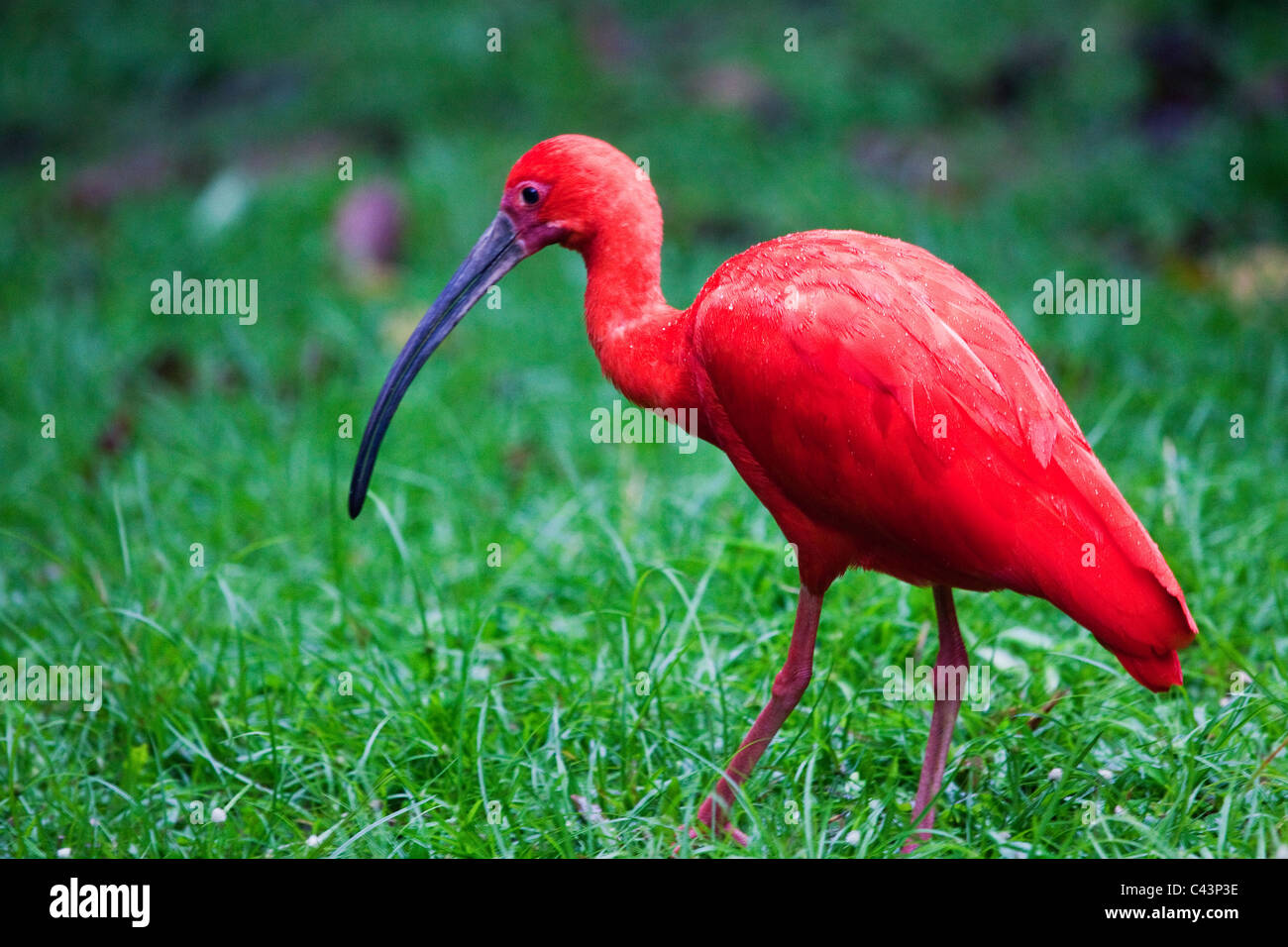 Scarlet Ibis ( Eudocimus ruber Stock Photo - Alamy