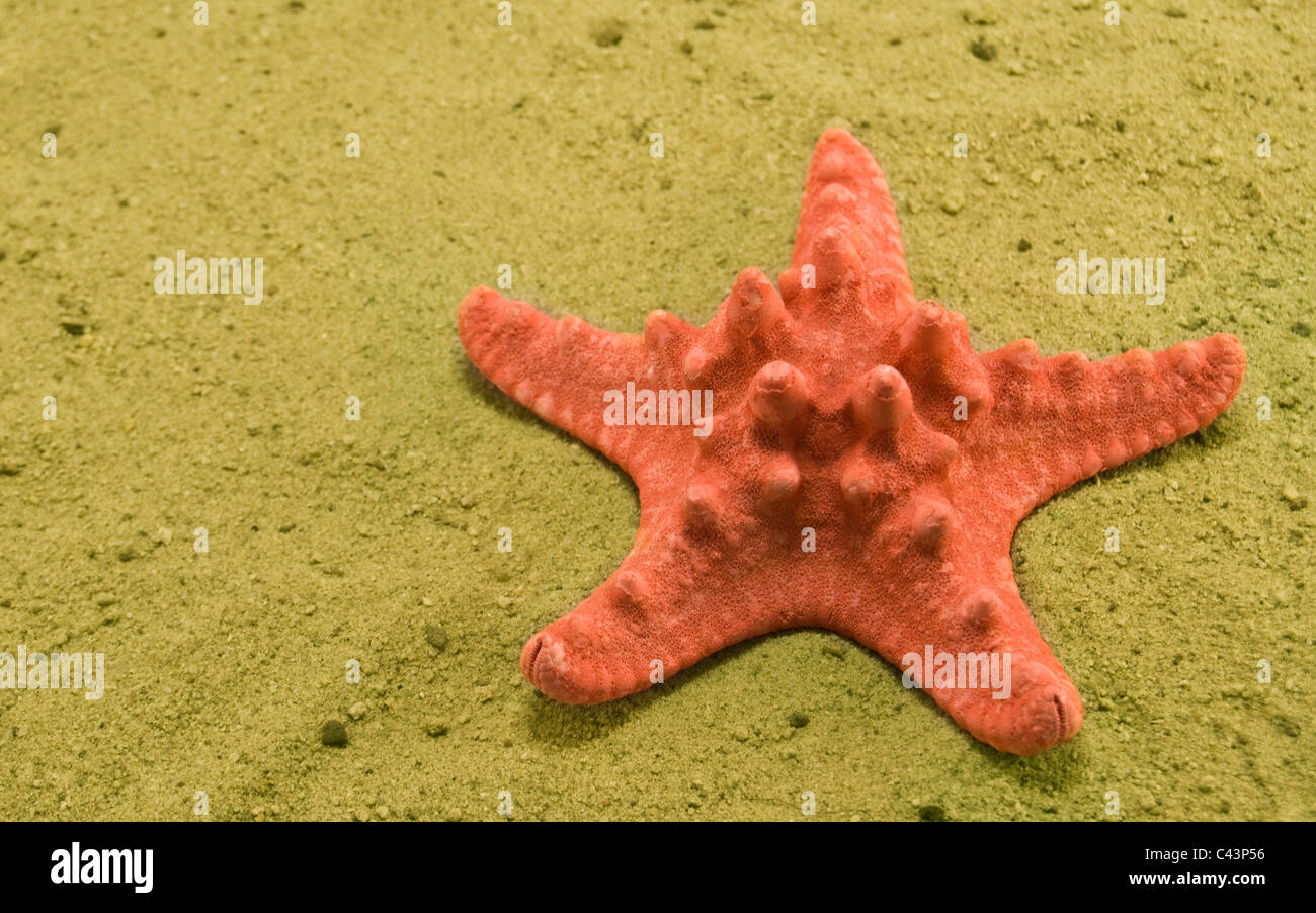 Starfish shape hi-res stock photography and images - Alamy