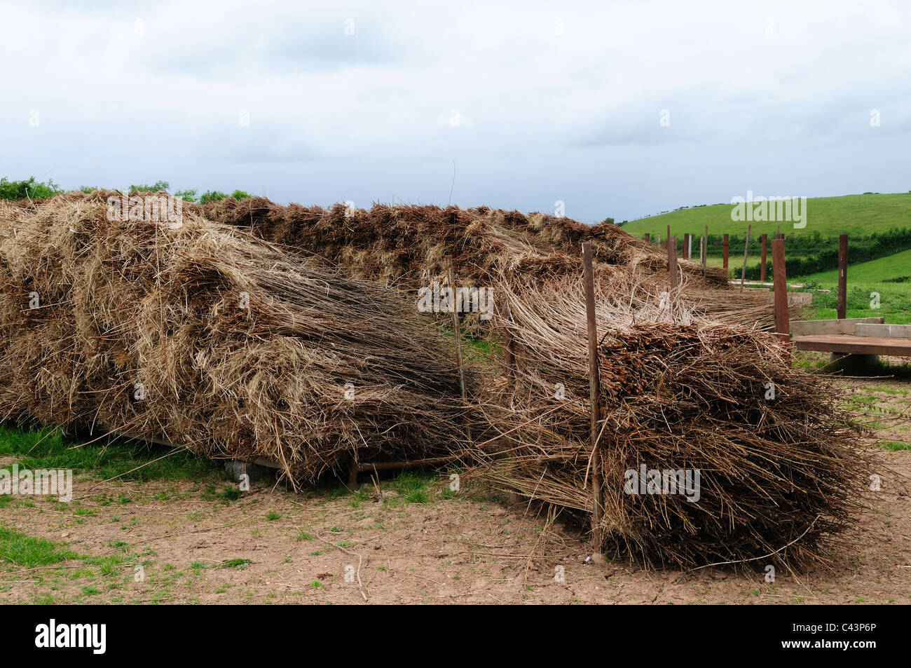 Willow being spread for drying at The Willows and Wetlands Center Stoke ...