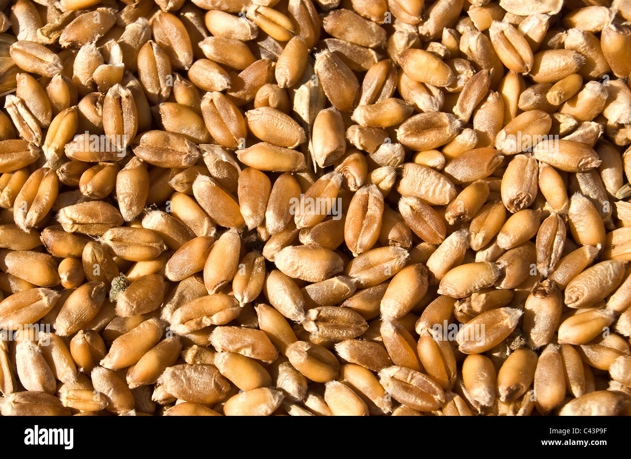 texture is from grains of gold wheat Stock Photo - Alamy
