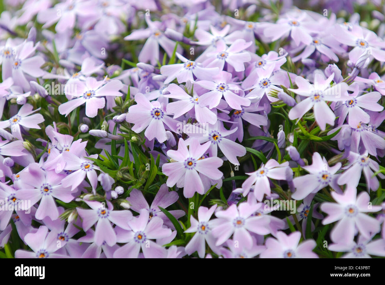 Creeping Moss Phlox, Phlox subulata Emerald Blue Stock Photo - Alamy