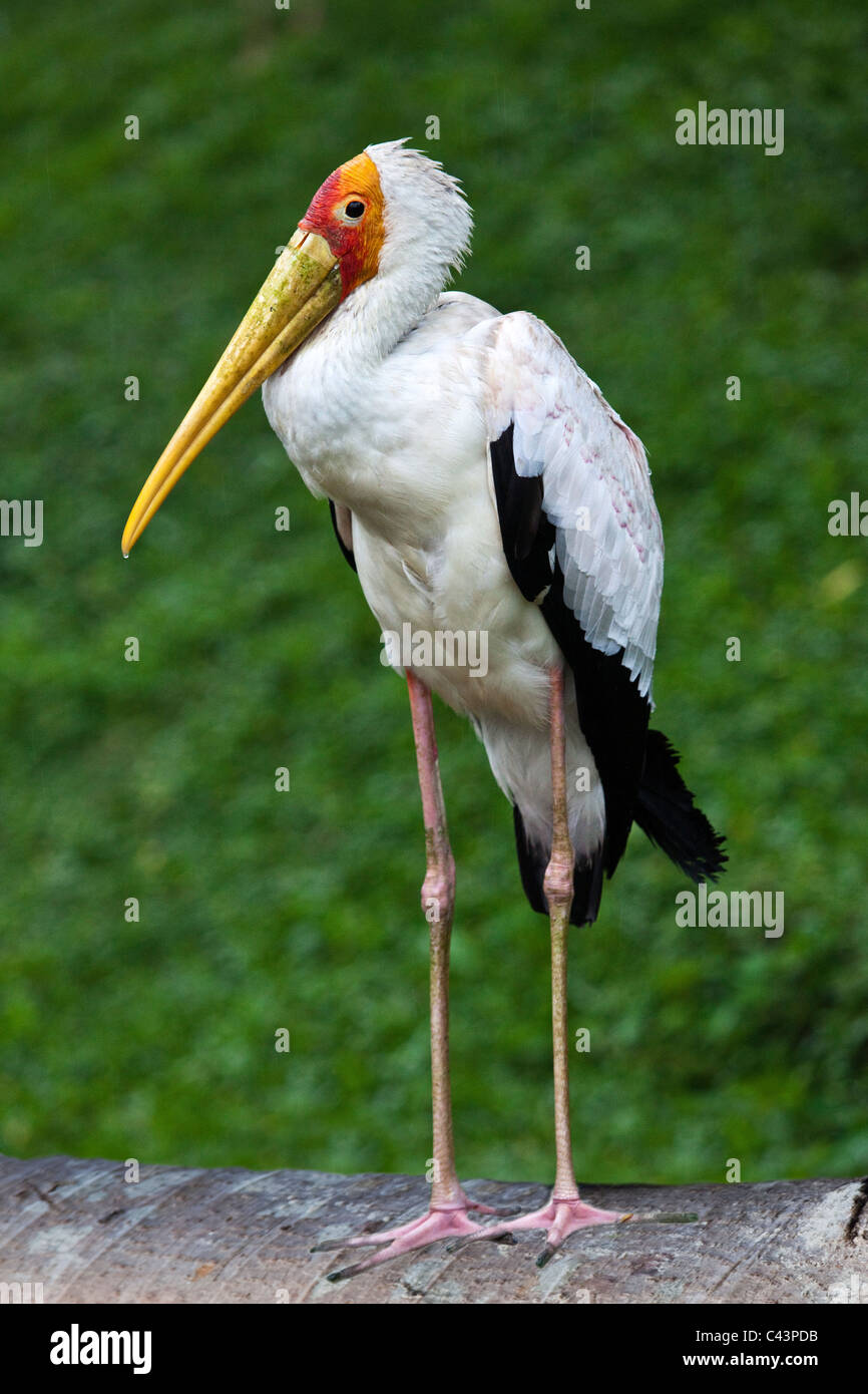 A Yellow-Billed Stork ( Mycteria ibis Stock Photo - Alamy