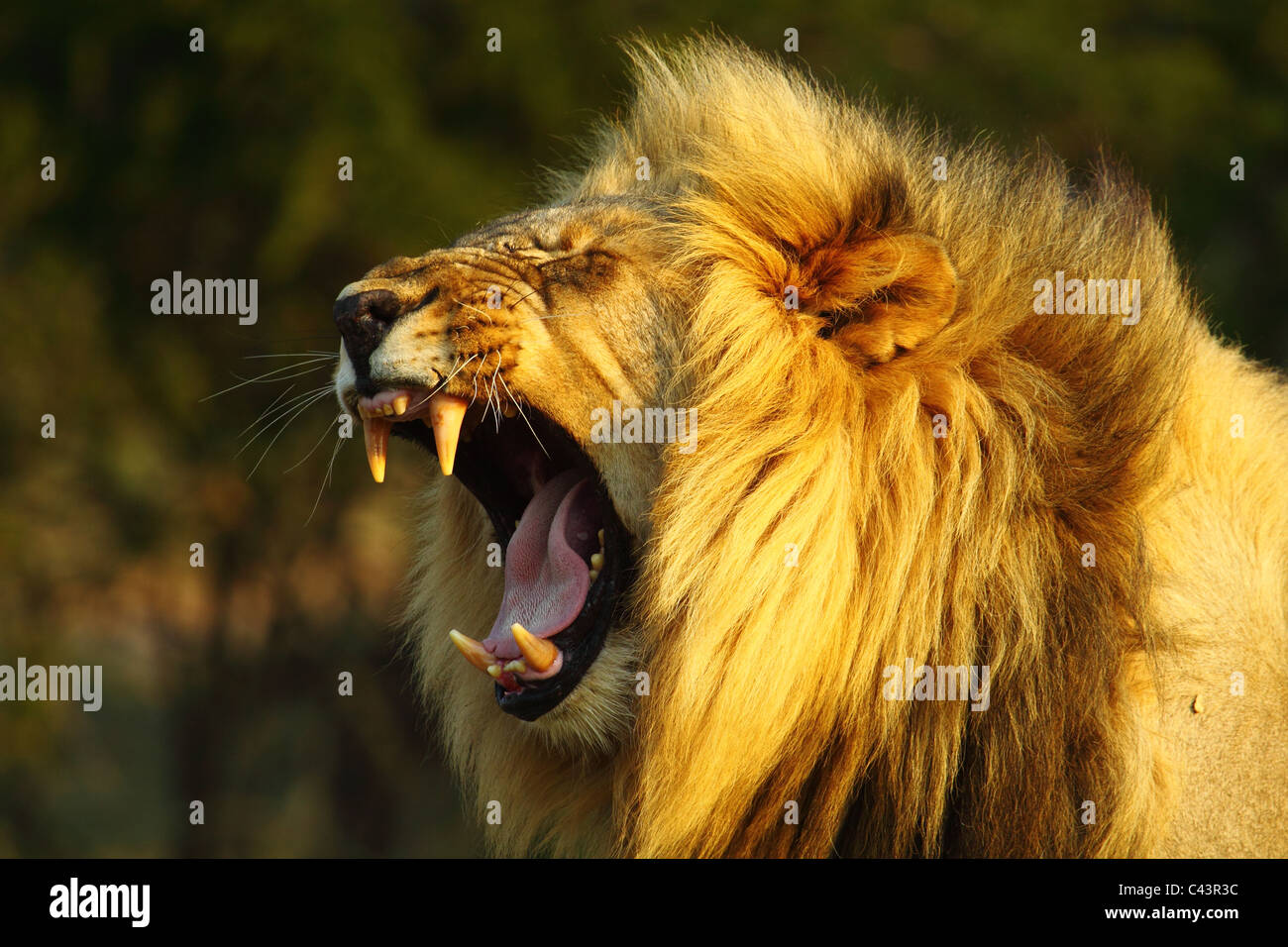Big Yawn High Resolution Stock Photography and Images - Alamy