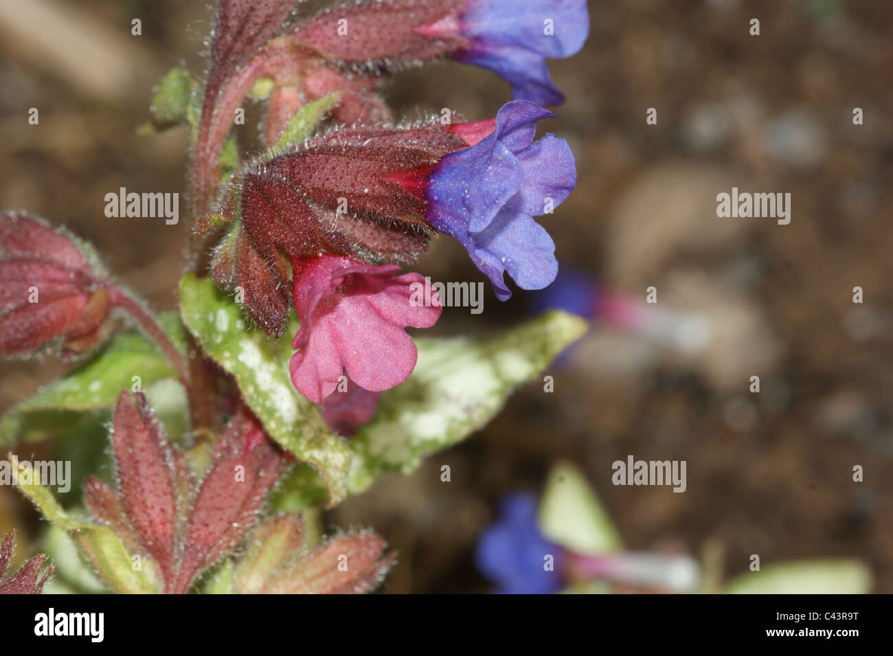 Margery fish hi-res stock photography and images - Alamy