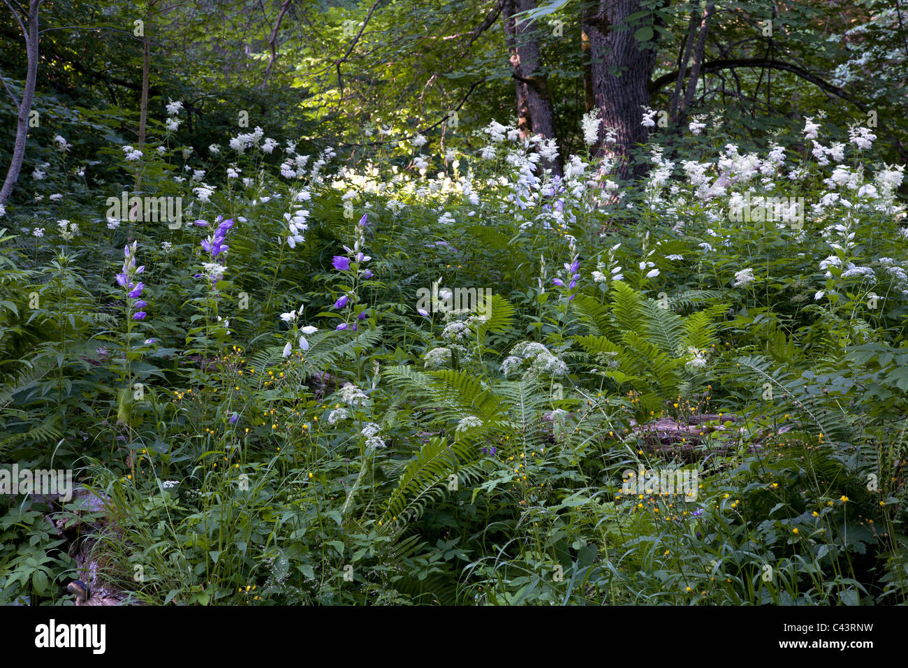 National flower of estonia hi-res stock photography and images - Alamy