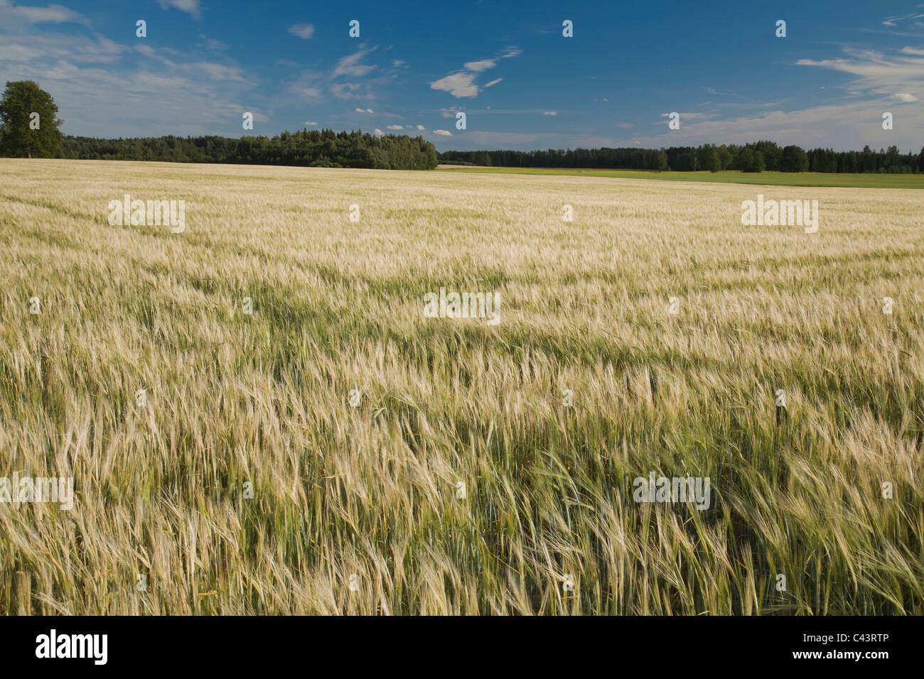 Baltic States, farm scenery, Estonia, Europe, field, grain, growing of ...