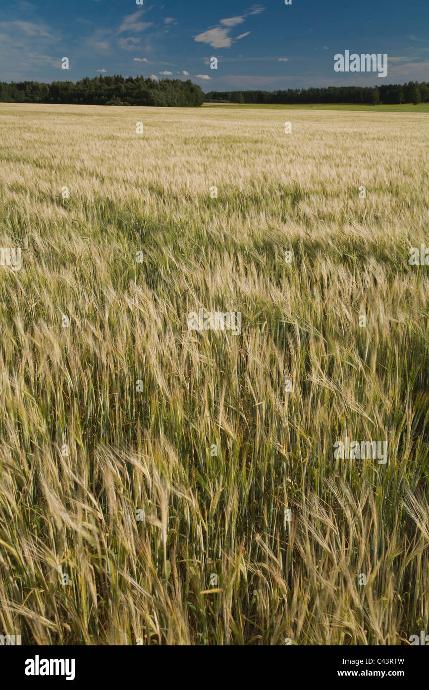 Baltic States, farm scenery, Estonia, Europe, field, grain, growing of ...
