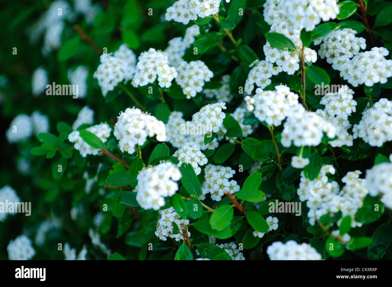 Spirea Arguta / Bridal Wreath Stock Photo - Alamy