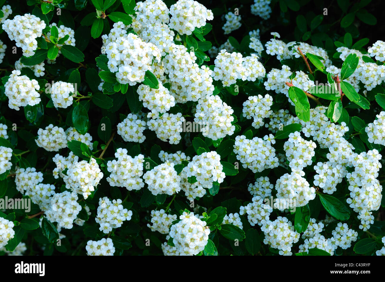 Spirea Arguta / Bridal Wreath Stock Photo - Alamy