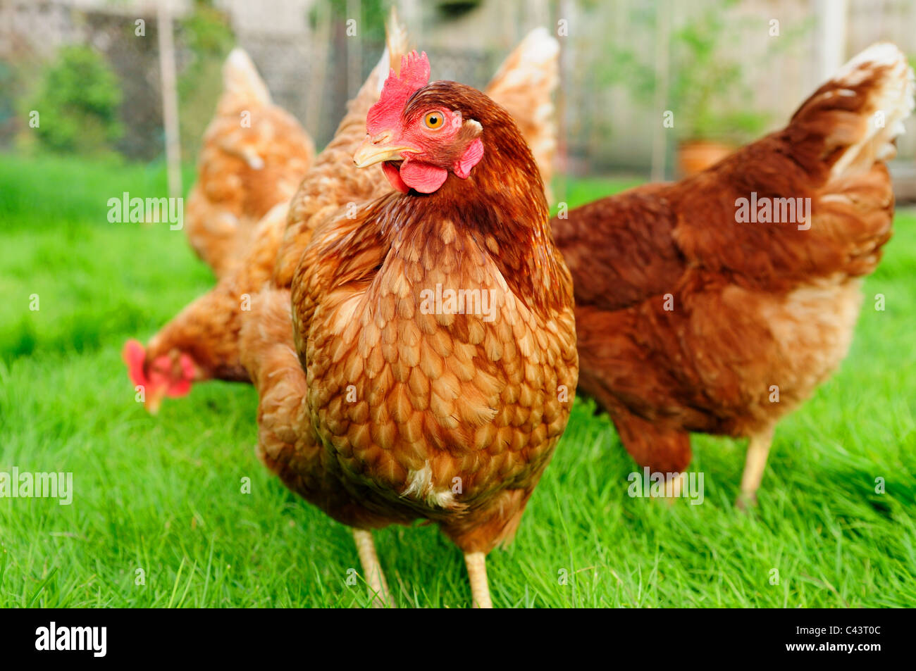 Hens Chicken's Poultry.(Gallus gallus domesticus Stock Photo - Alamy