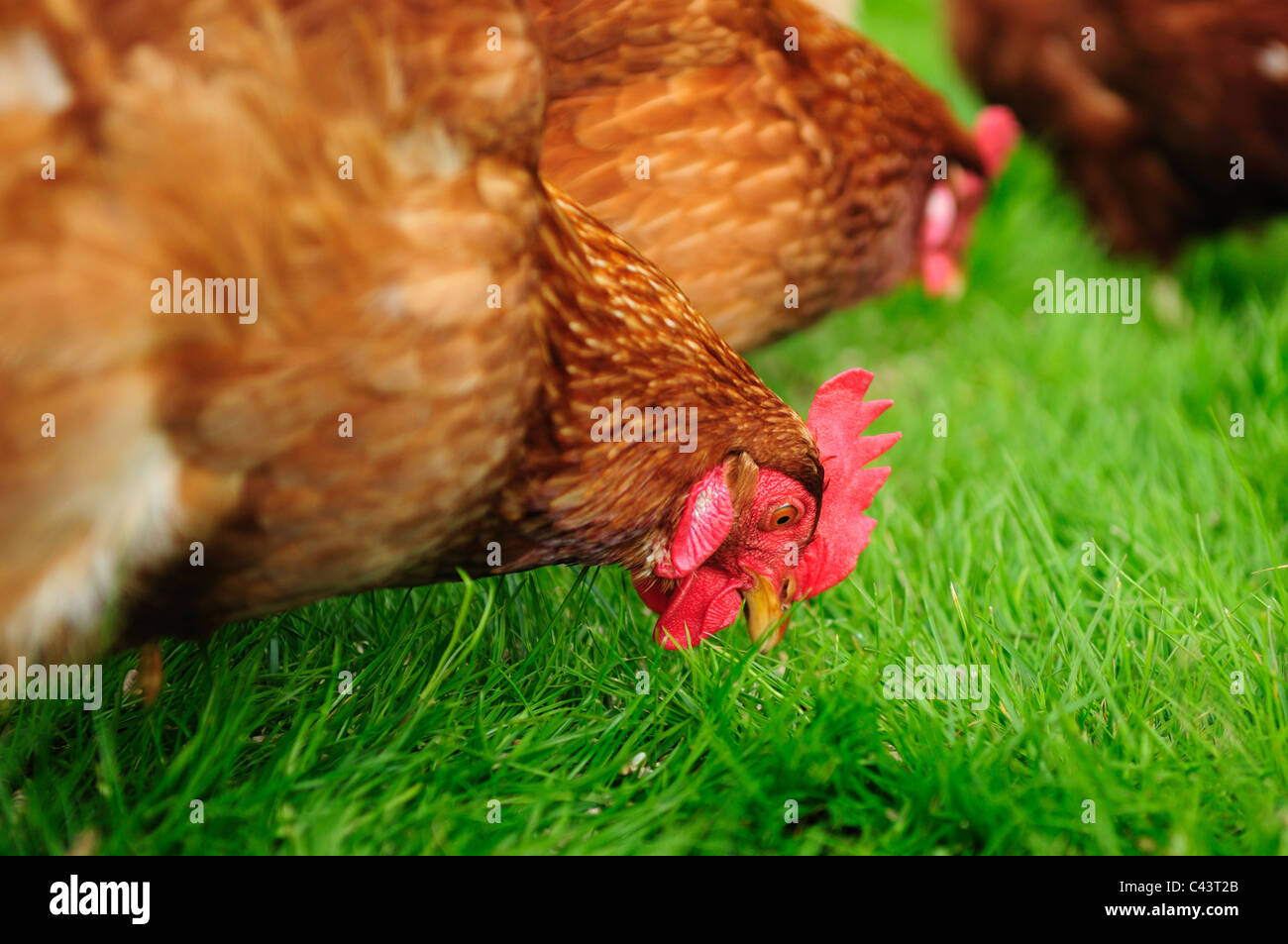 Hens Chicken's Poultry.(Gallus gallus domesticus Stock Photo - Alamy
