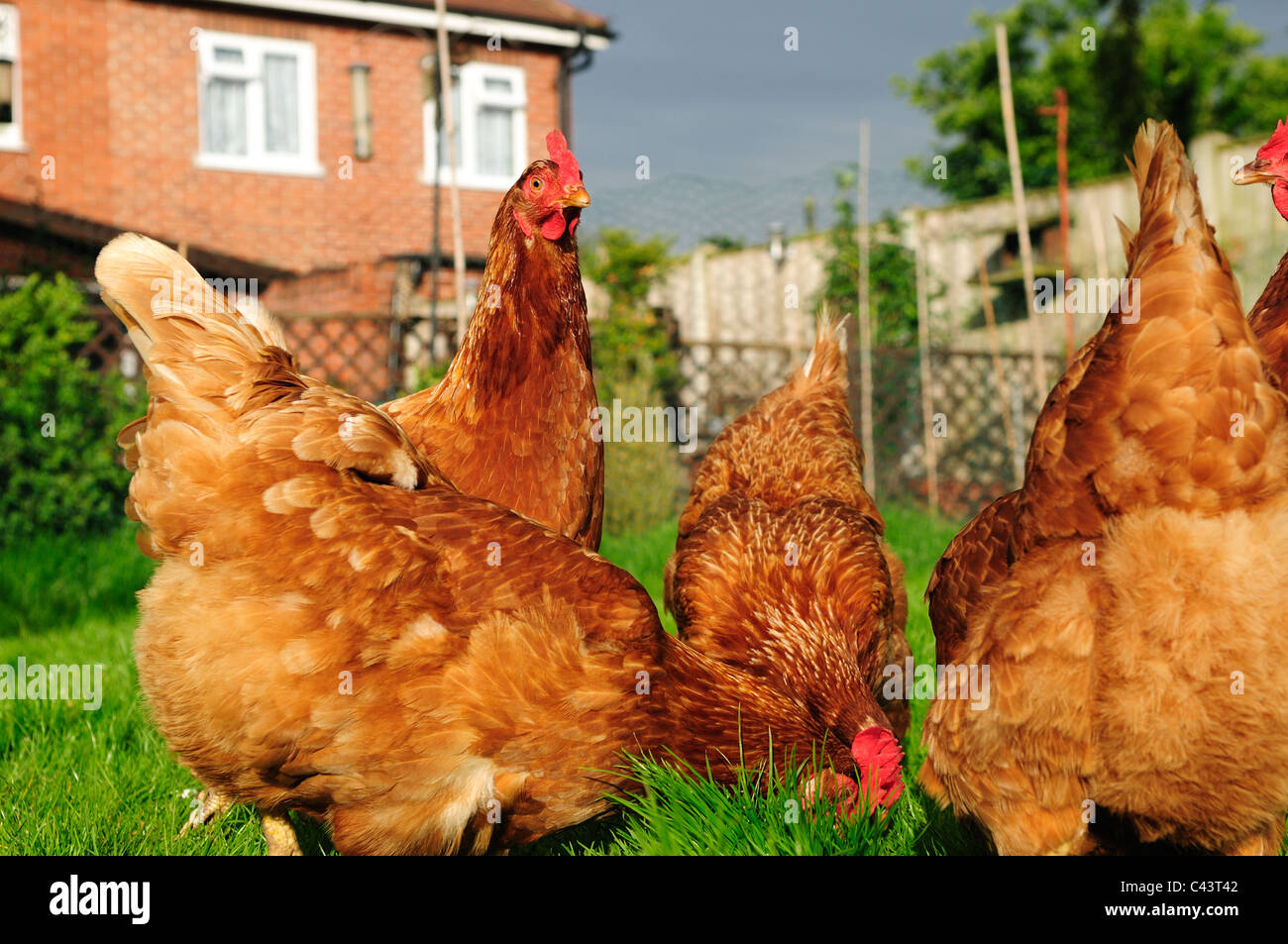 Hens Chicken's Poultry.(Gallus gallus domesticus Stock Photo - Alamy