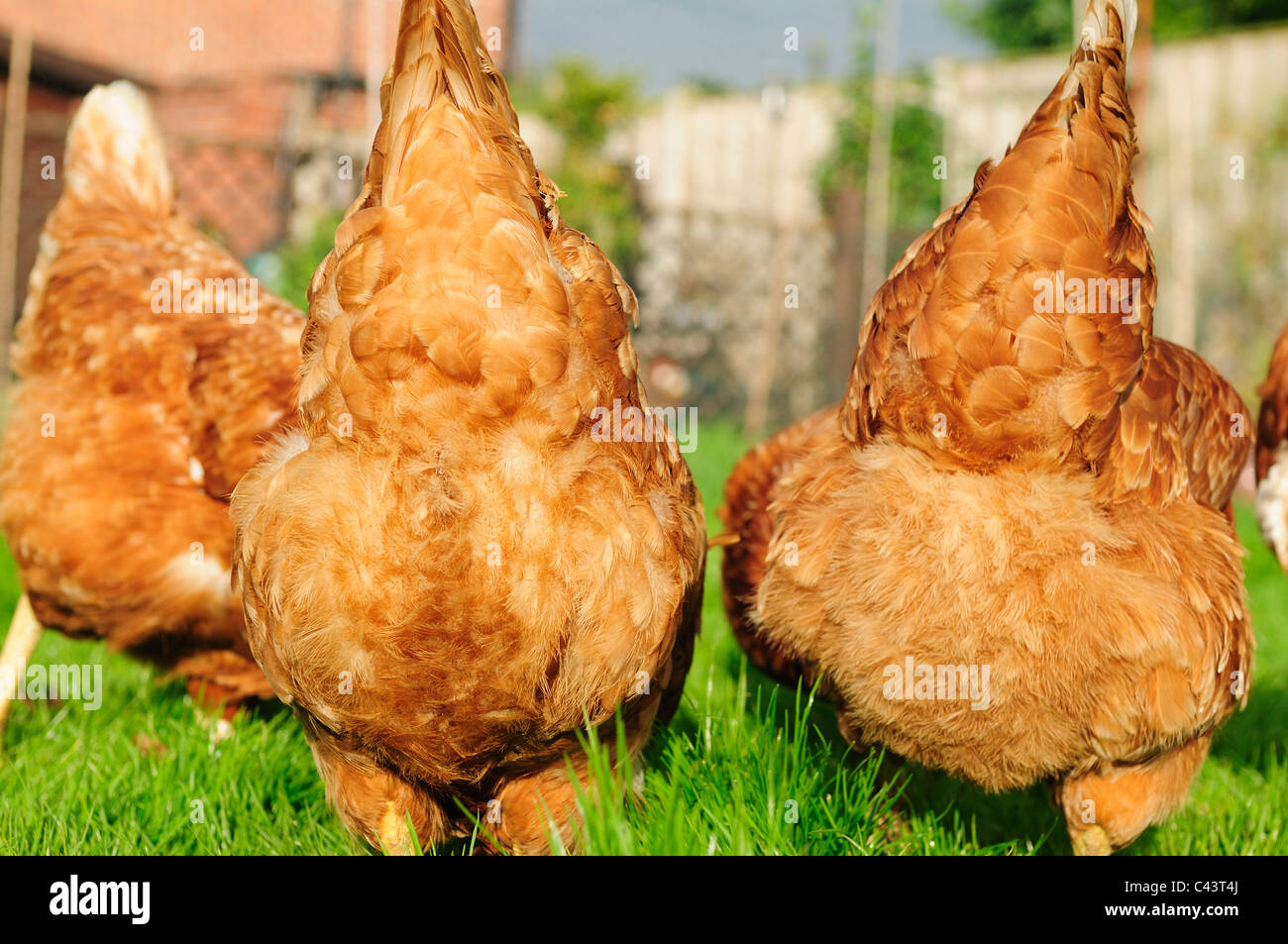 Chicken backs hi-res stock photography and images - Alamy