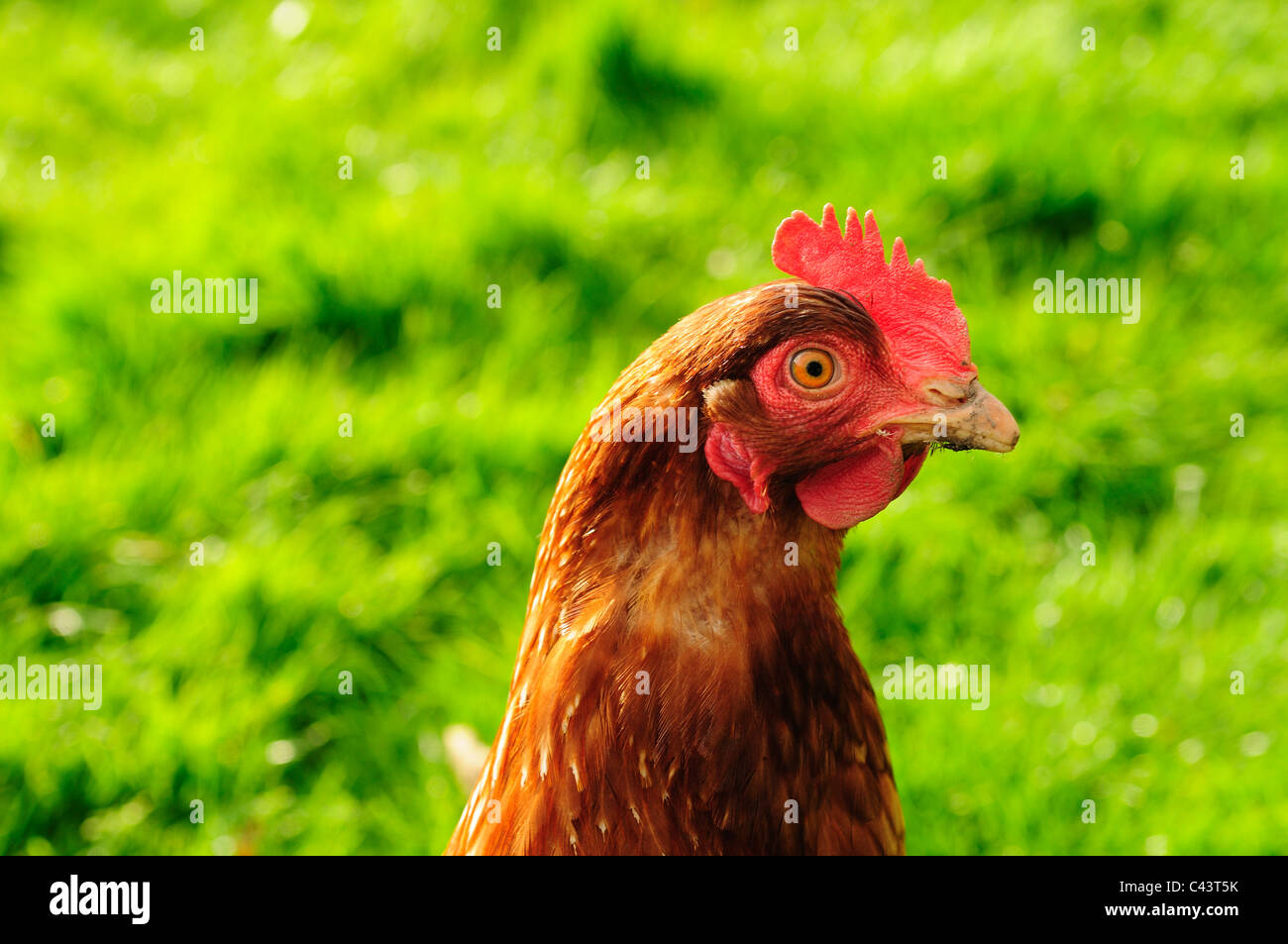 Hens Chicken's Poultry.(Gallus gallus domesticus Stock Photo - Alamy
