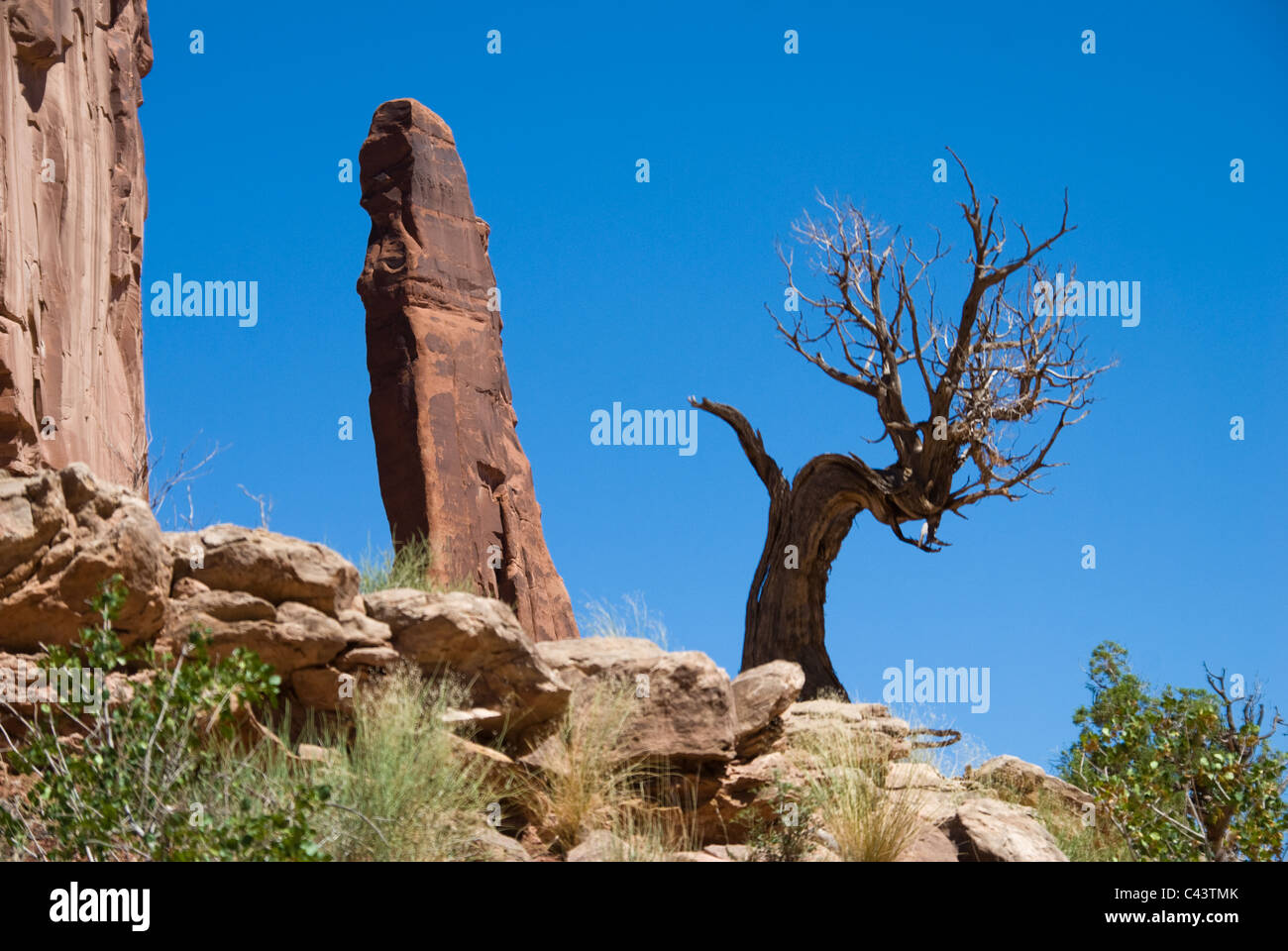 Anthropomorphic tree hi-res stock photography and images - Alamy