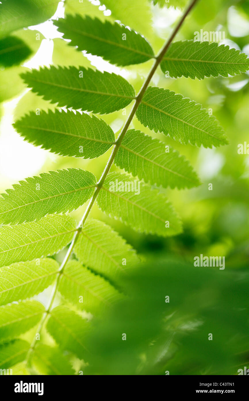 Rowan tree leaf in detail Stock Photo - Alamy
