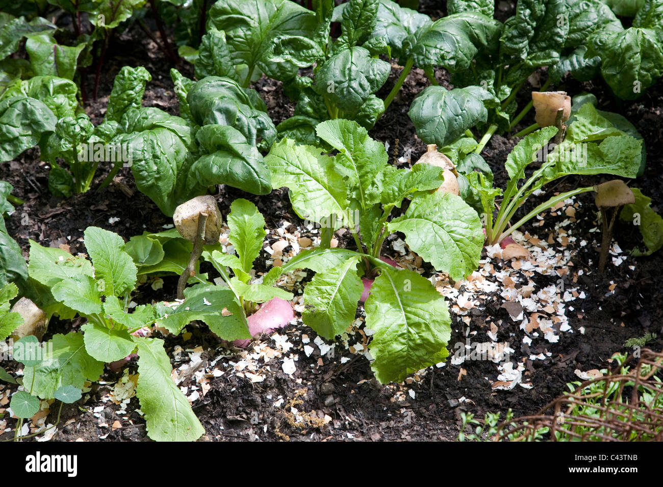 Wireworm hi-res stock photography and images - Alamy