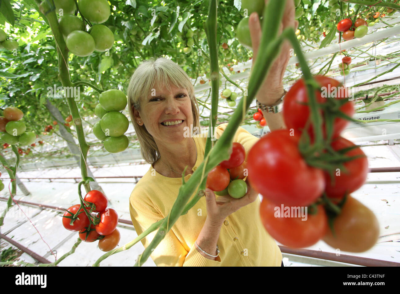 Tomatoes being grown in a massive glasshouse. Picture by James Boardman ...
