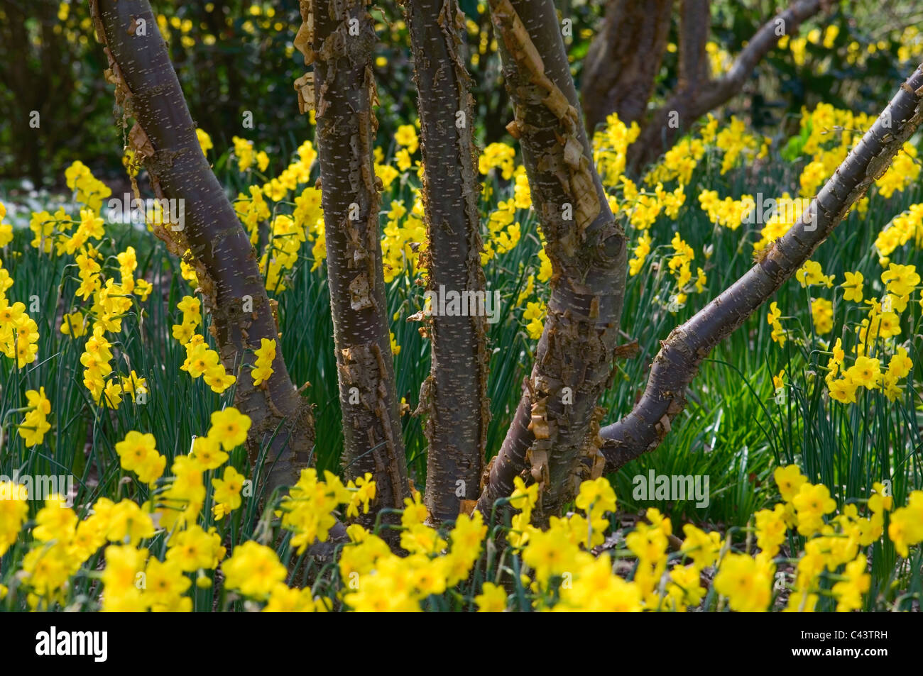 SYRINGA PEKINENSIS MORTON Stock Photo - Alamy
