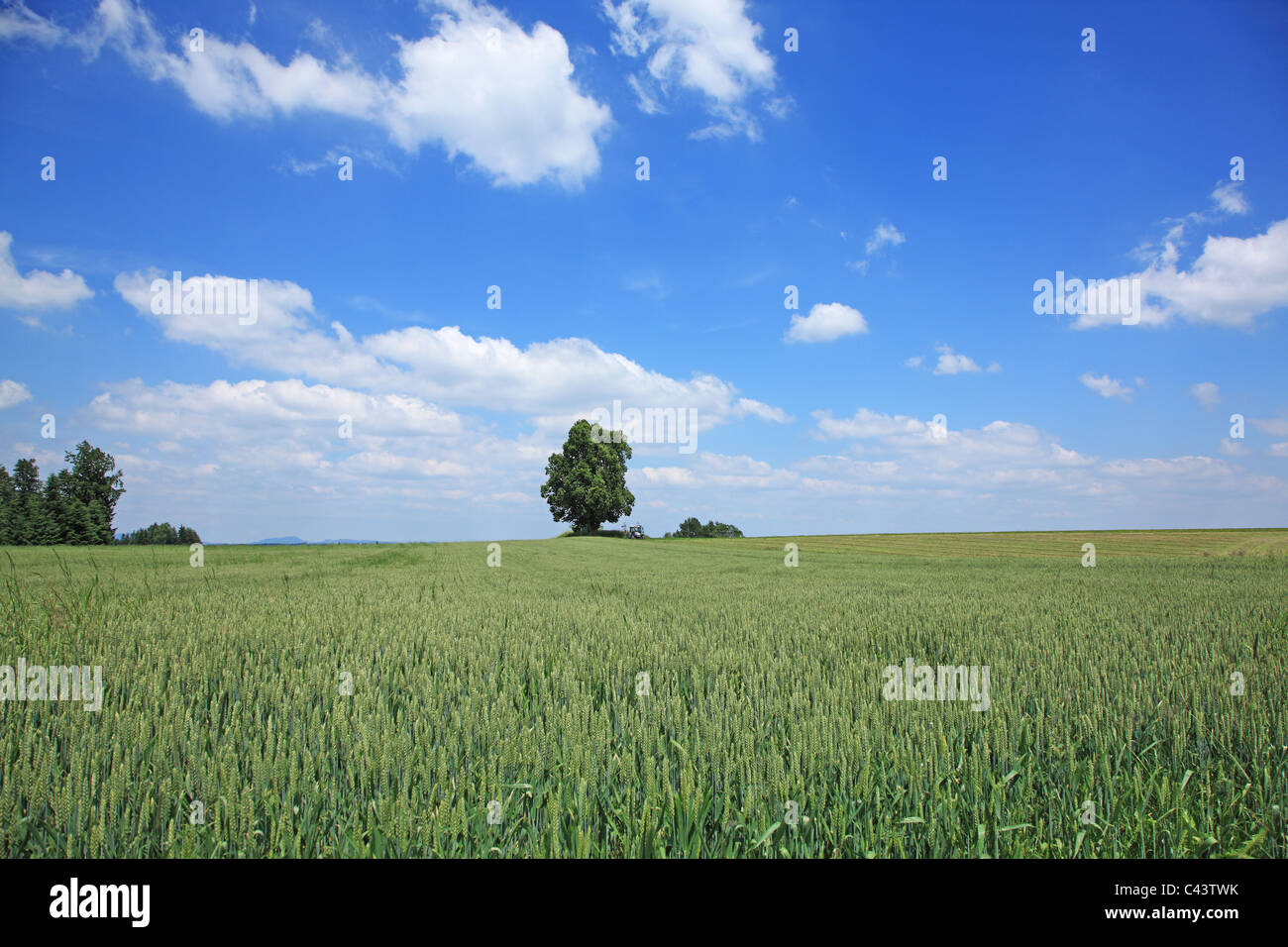 Switzerland wheat grain hi-res stock photography and images - Alamy