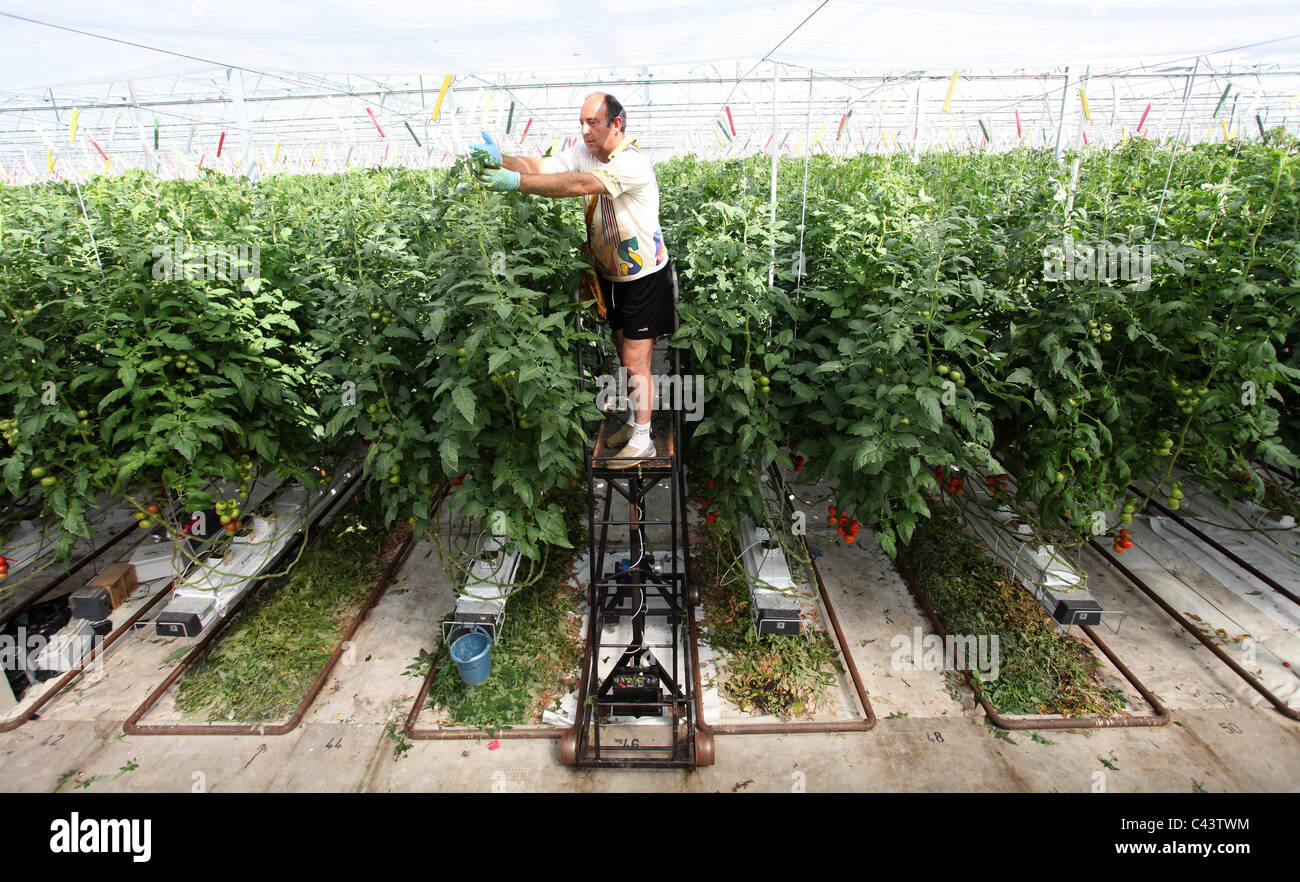 Tomato picker hi-res stock photography and images - Alamy