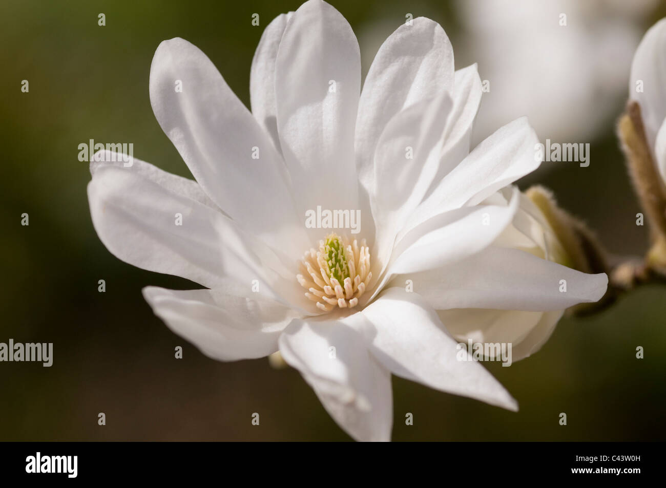 MAGNOLIA STELLATA SCENTED SILVER Stock Photo - Alamy