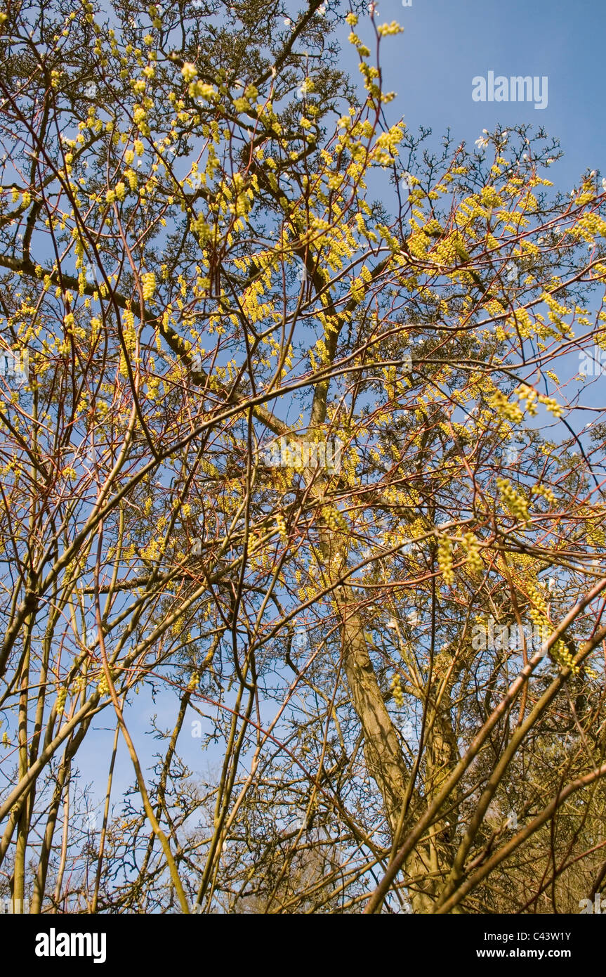 Stachyurus praecox hi-res stock photography and images - Alamy