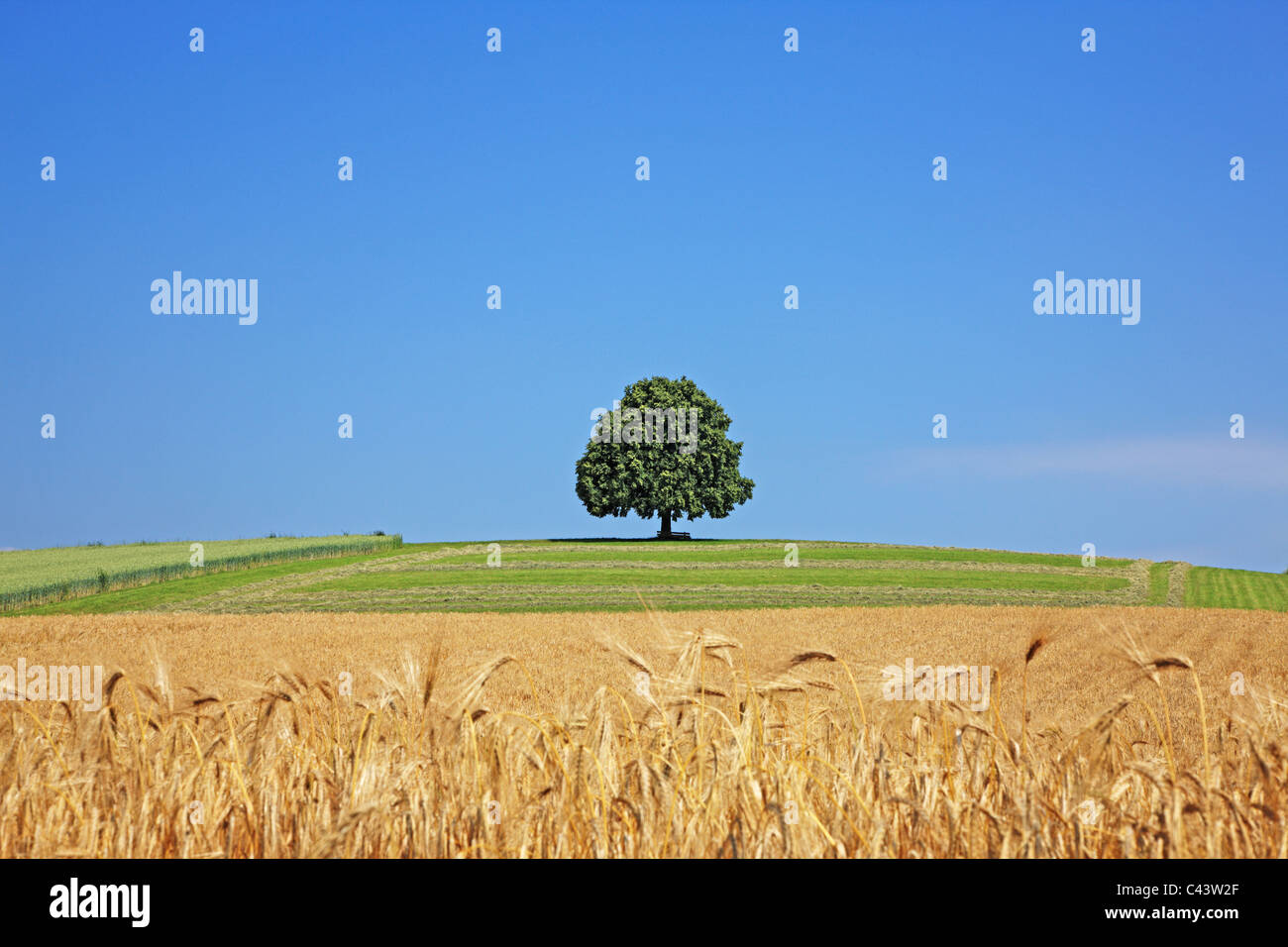Nature, Geography, Europe, Switzerland, Canton Zurich, Agriculture ...