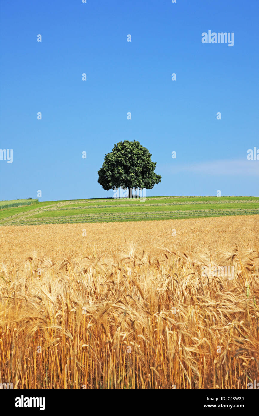 Nature, Geography, Europe, Switzerland, Canton Zurich, Agriculture ...