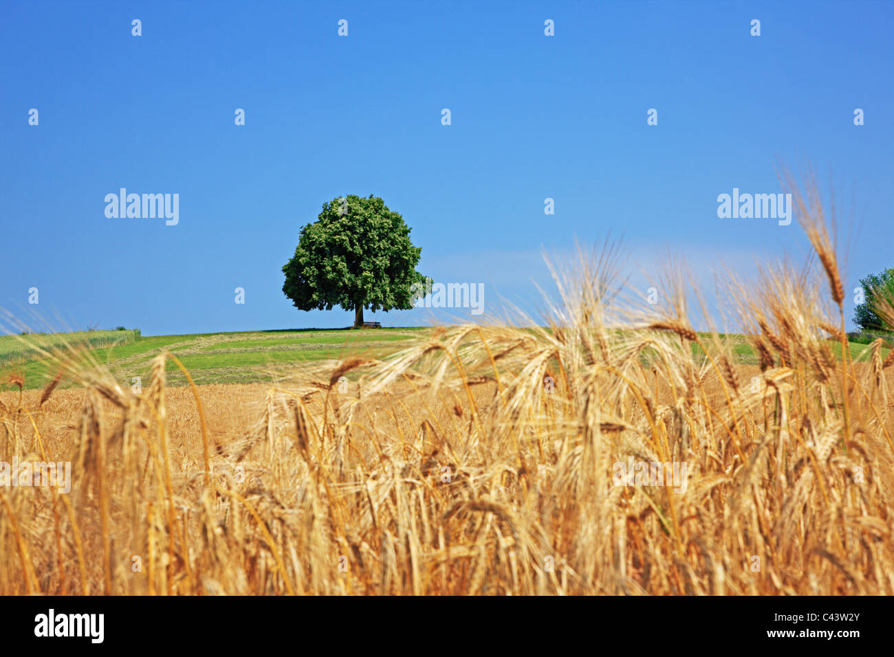 Nature, Geography, Europe, Switzerland, Canton Zurich, Agriculture ...