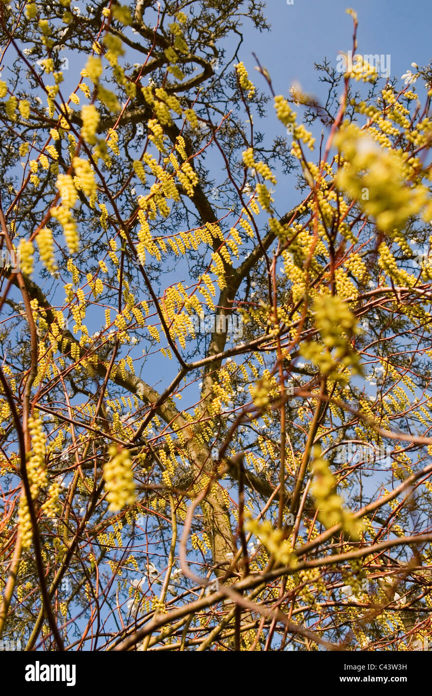 Stachyurus Praecox High Resolution Stock Photography and Images - Alamy