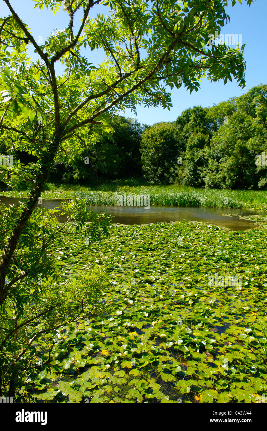 Bosherston Lily Ponds, Pembrokeshire, Wales Stock Photo - Alamy