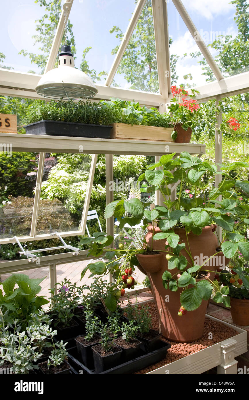 Bench in a modern greenhouse with young plants and strawberry plant ...